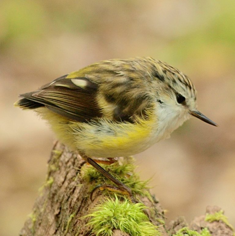 Titipounamu – Meaning – Titipounamu – Study & Joy