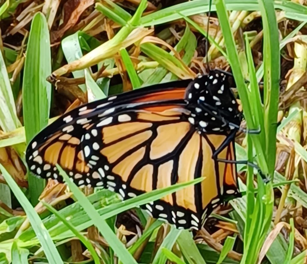 Renaissance Art in Auckland – Titipounamu – Study & Joy